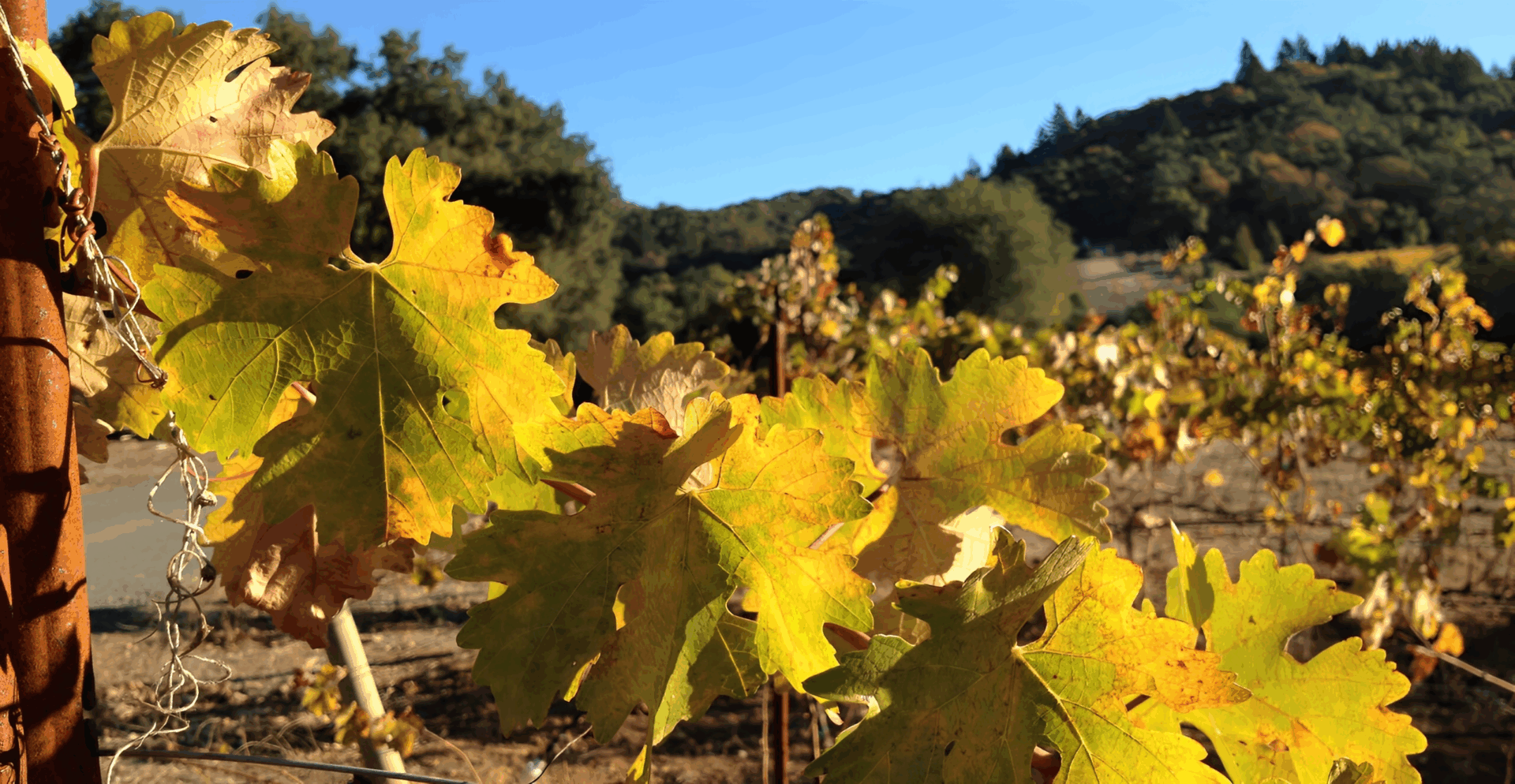 Wine Storage Services | Domo Wine Services